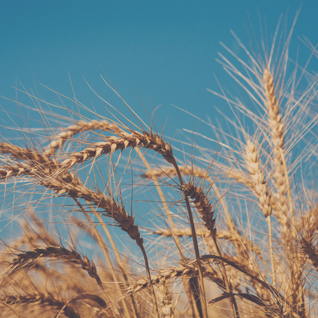 The First Harvest – Hara Song